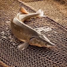 Siberian Sturgeon – asam caviar